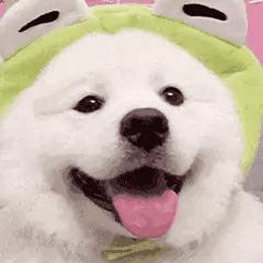 再分享一些狗狗表情包(›´ω`‹ ) - 知乎