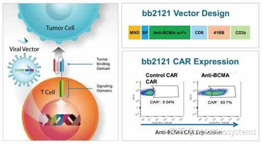 【全新发售】检测Anti-BCMA(C11D5.3) CAR的高特异性抗体！ - 知乎