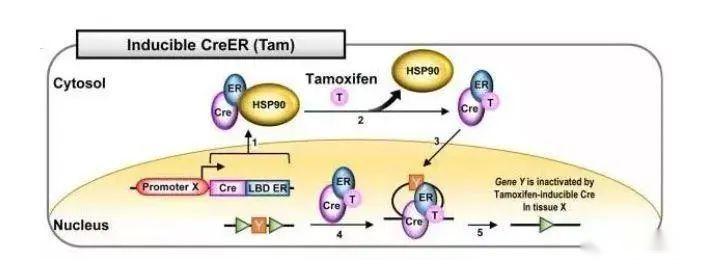 Cre工具鼠的构建技术 - 知乎