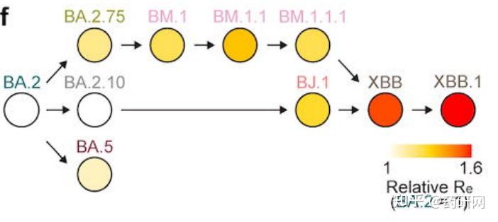 用数据说话：XBB.1.5在美流行，主要症状哪些，致病力如何，能否二次感染？ - 知乎