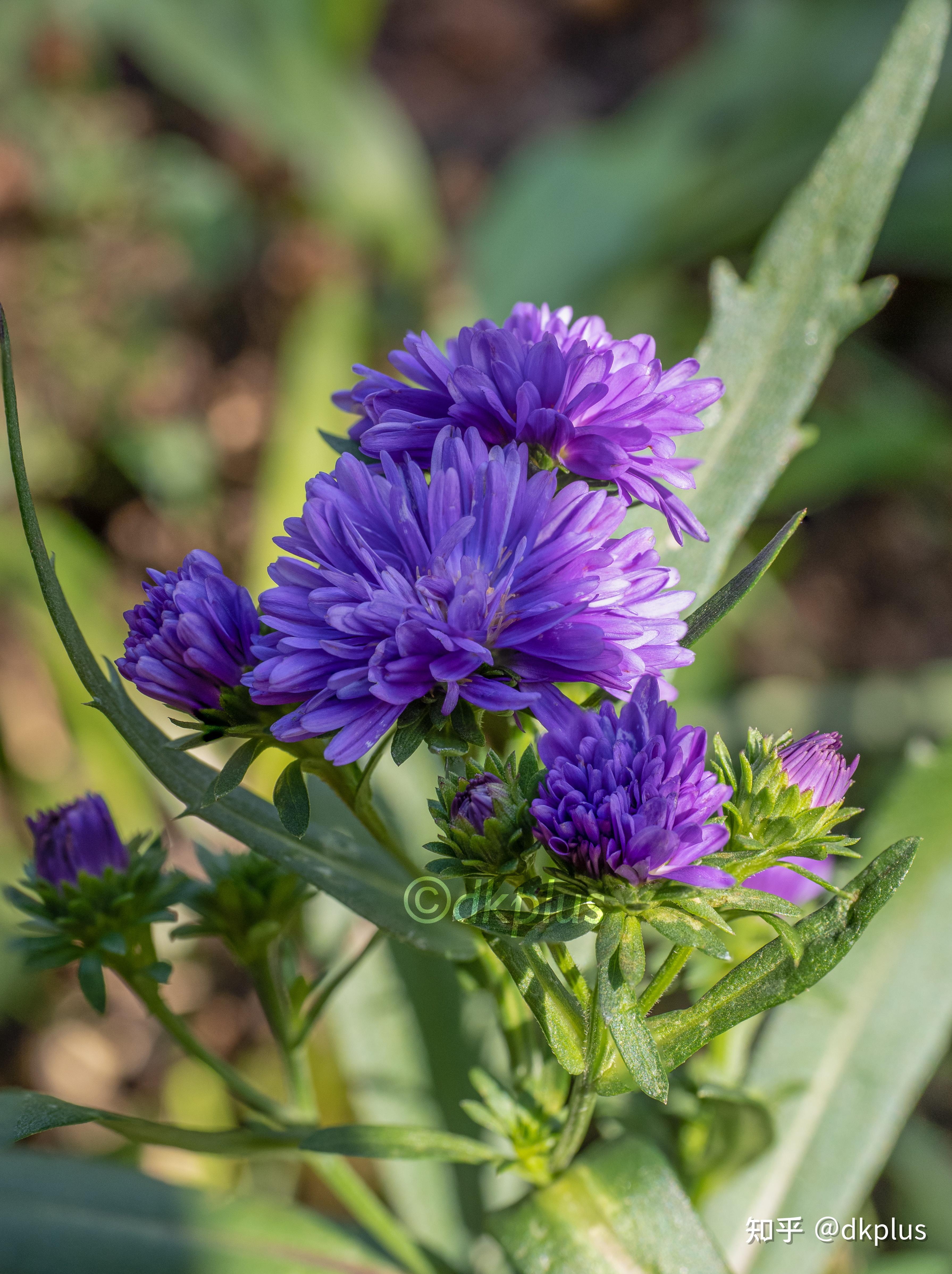 松下S5和奥林巴斯em13还有em53怎么选? - 知乎