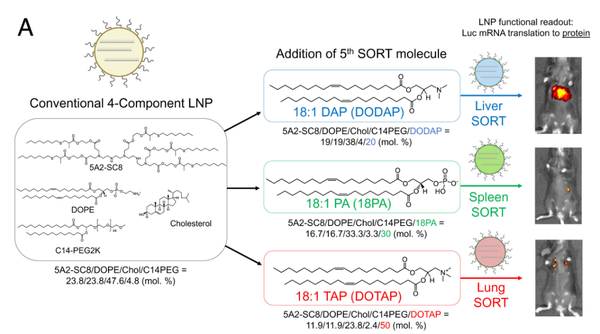 PNAS | On the mechanism of tissue-specific mRNA delivery by selective ...
