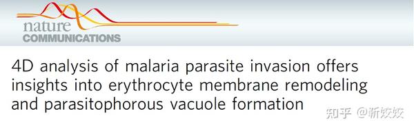 【Nat Commun】晶格光片显微镜揭示疟原虫侵染红细胞过程中膜重塑和寄生泡形成的4D动态过程 - 知乎
