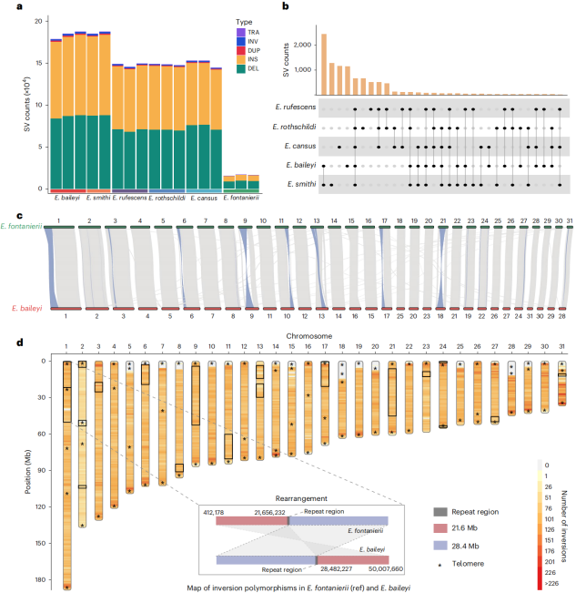 Nat Ecol Evol项目文章详解 | 兰州大学李克欣/刘建全合作揭示基因组结构变异和3D基因组进化在高原鼢鼠低氧适应中的作用 - 知乎