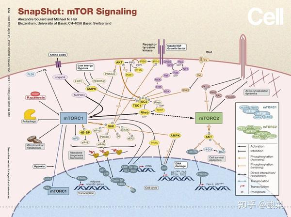 mTOR通路对于代谢调控的一点微小贡献 - 知乎
