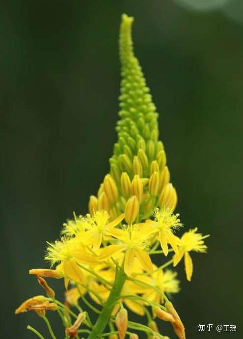 关于Bulbine Natalensis （巴西球茎） 在运动补剂中的作用与效果 - 知乎