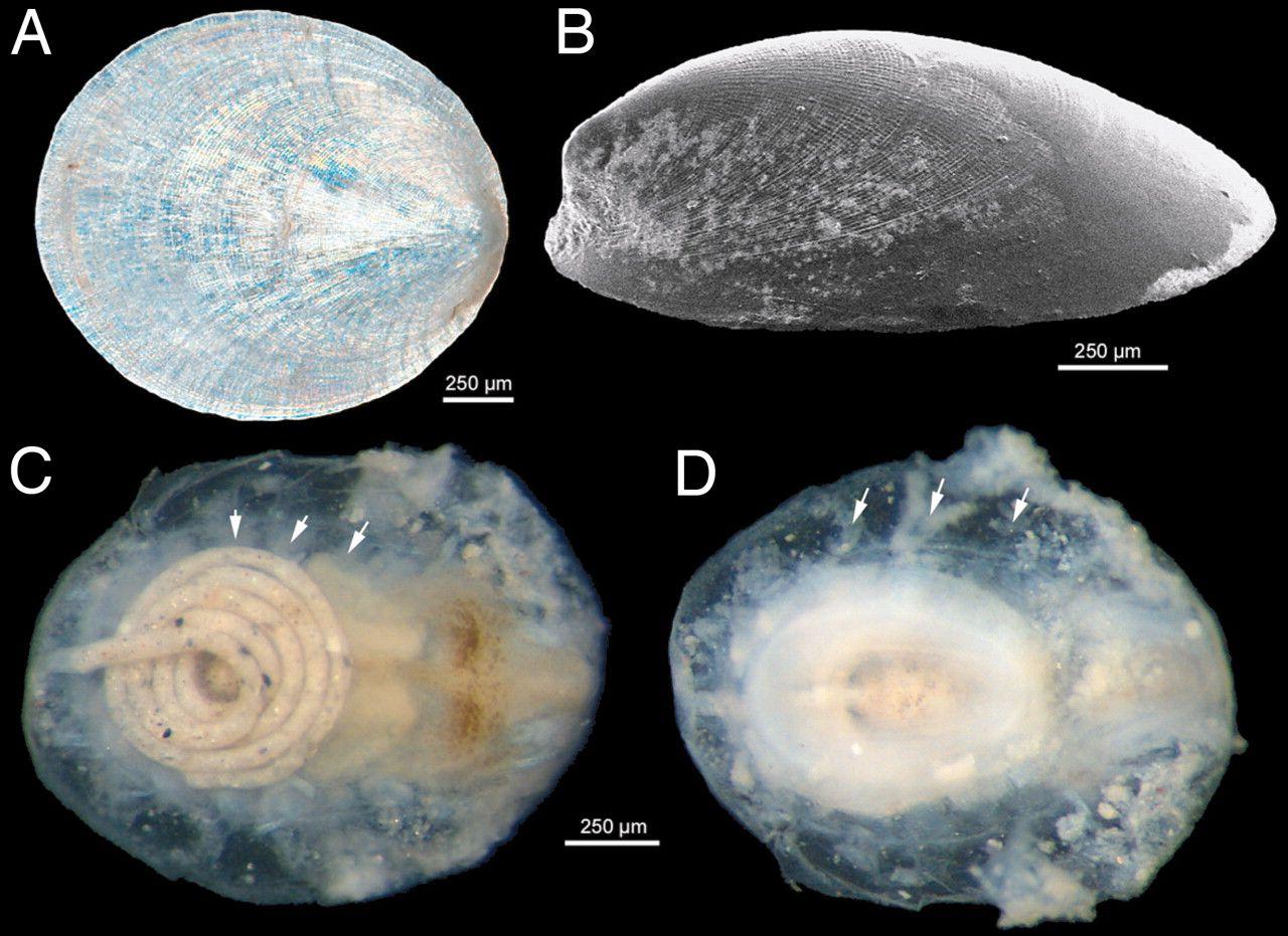 最原始的软体动物，四亿年都过着什么生活？单板纲【睡前软体动物学274】 - 知乎