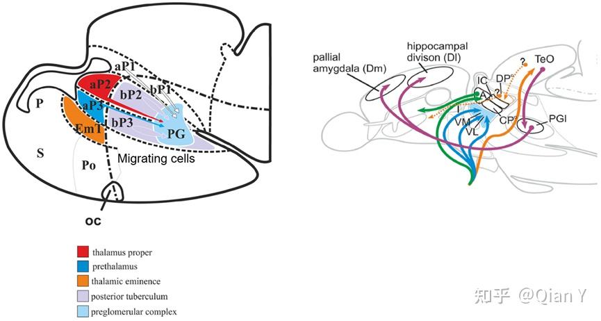 丘脑(Thalamus)之门 - 知乎