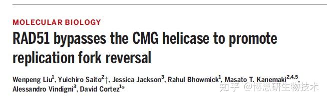 Science丨柳文鹏/David Cortez揭示 RAD51介导同源重组绕过CMG促进复制叉反转 - 知乎
