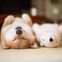 如何让LLM学会自我纠正：Training Language Models to Self-Correct via Reinforcement Learning - 知乎