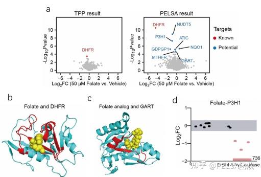 高灵敏度PELSA技术鉴定靶标蛋白质案例：代谢物作用靶蛋白及其结合位点的鉴定 - 知乎