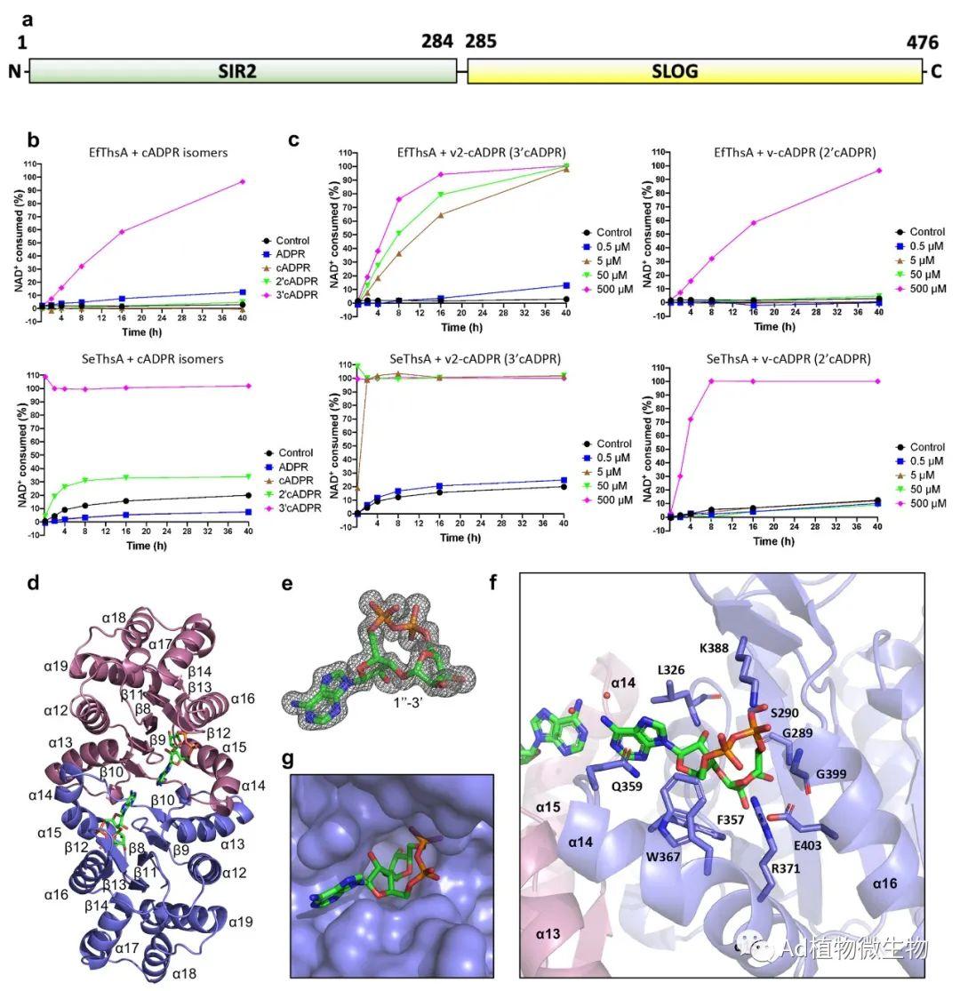 Science | 研究揭示抑制植物免疫的信号分子！ - 知乎