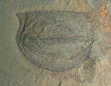 地质博物馆记行：馆藏.寒武纪篇 - 知乎