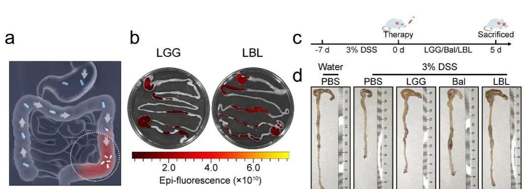 Adv Sci︱重庆大学吴伟团队构建前药封装益生菌用于溃疡性结肠炎治疗 - 知乎