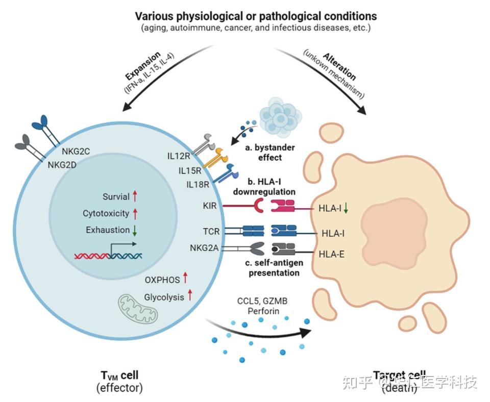 虚拟记忆T细胞：抗肿瘤、抗自免、抗感染 - 知乎