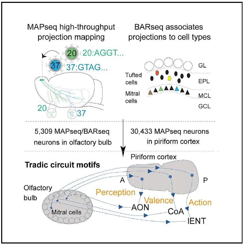 嗅觉研究的重要突破！《细胞》揭秘嗅觉神经元的连接结构 - 知乎