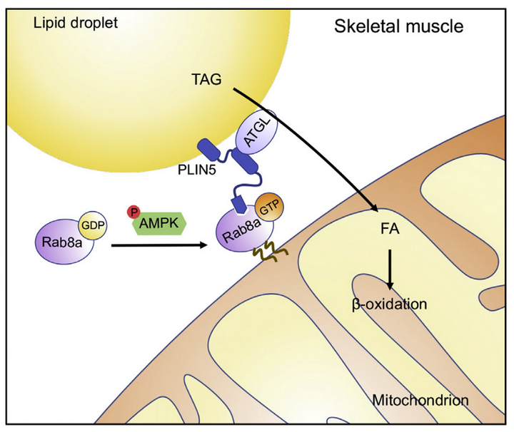 AMPK通过调节Rab8a-Plin5互作促进脂滴线粒体互作 - 知乎