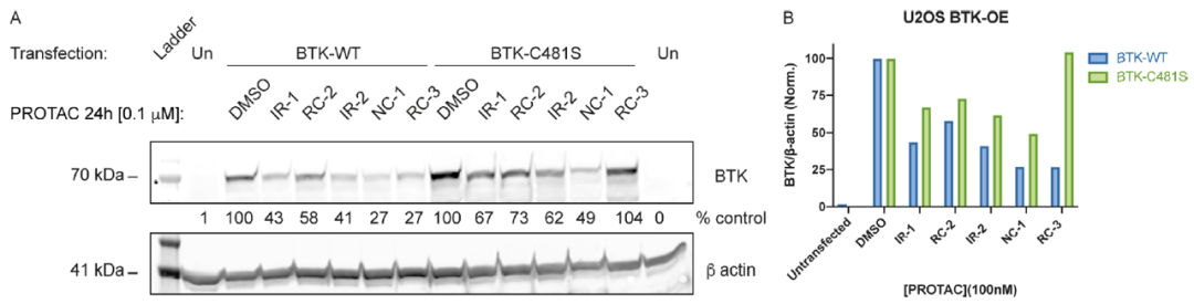 通过可逆和不可逆共价PROTAC实现高效靶向降解 - 知乎