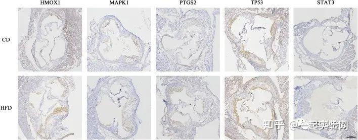 6+ hub基因加ceRNA网络 - 知乎