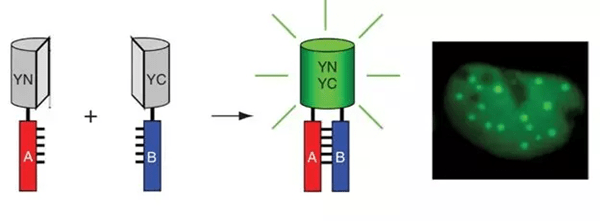 实验技能丨双分子荧光互补-BiFC技术详解 - 知乎