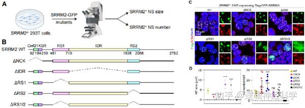 Cell Reports︱厦门大学王波团队揭示SRRM2通过相分离促进核斑组装的机制 - 知乎