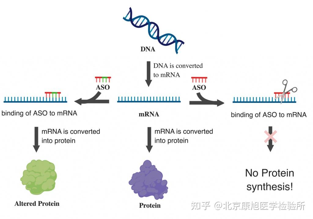 【基因治疗】遗传性视网膜疾病的基因疗法 - 知乎