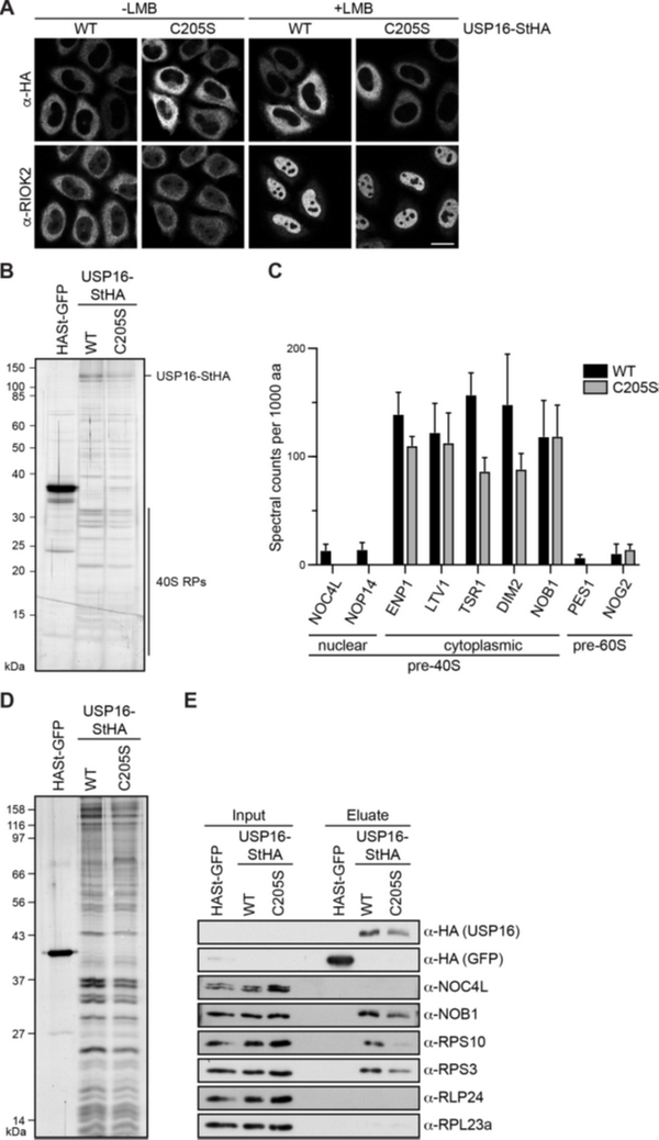 去泛素化酶USP16消除RPS27a的单泛素化并促进40S核糖体亚基的成熟 - 知乎