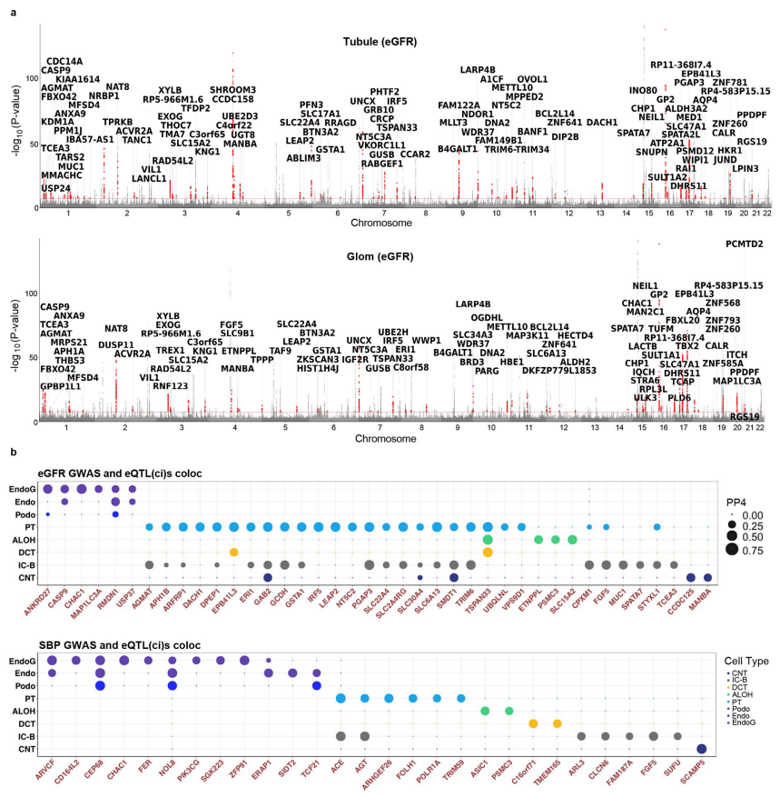 单细胞多组学与eQTL联合分析，确定肾脏疾病的机制和潜在治疗方法 - 知乎