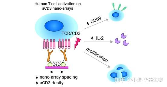 CD69：淋巴细胞活化最早表达的分子，作为多向性调控者参与血液和自身免疫疾病！ - 知乎