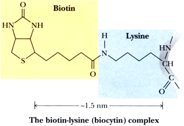 生物素的生化功能及在生物技术领域的应用 - 知乎