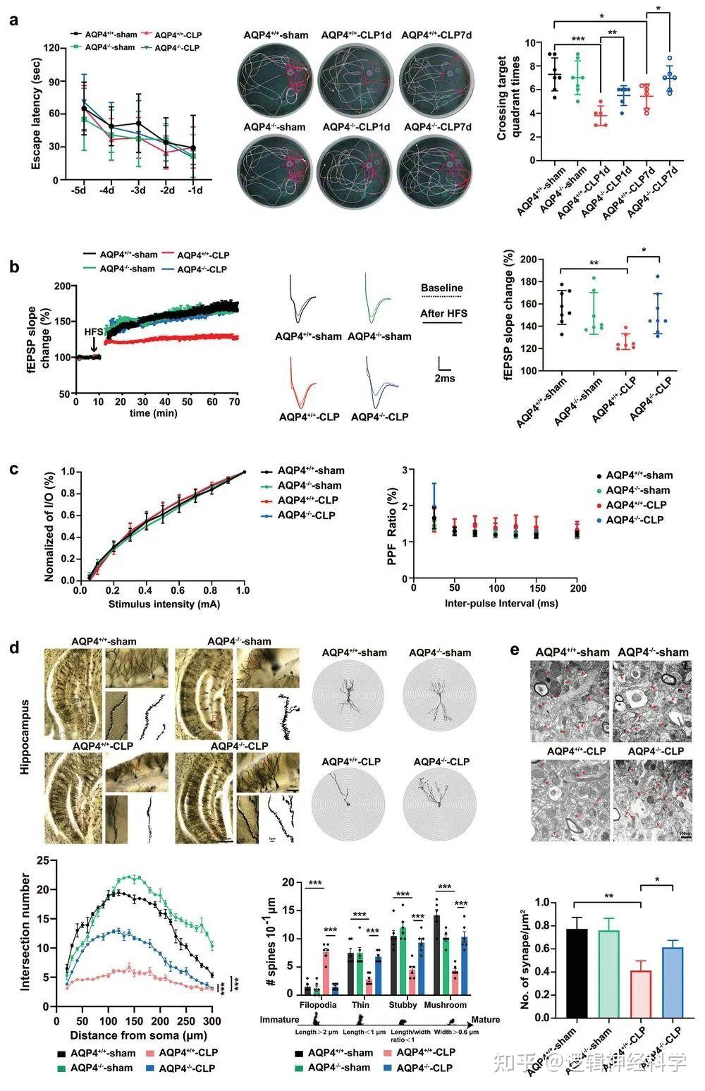 Adv Sci︱大连医科大学李韶课题组揭示AQP4通过抑制Nav1.6介导的星形胶质细胞自噬加重脓毒症相关脑病认知障碍 - 知乎