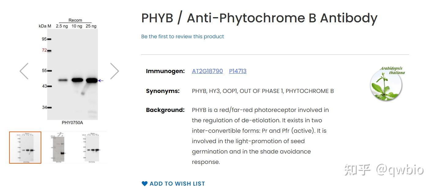 PHYB - 知乎
