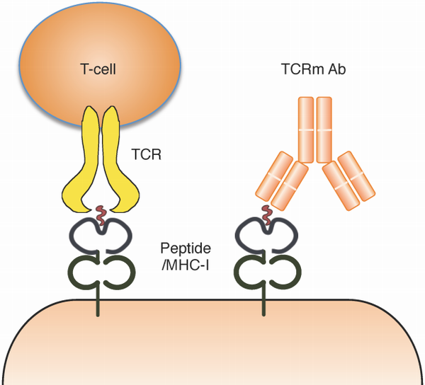 TCRm抗体专题|认识TCRm抗体及其作用方式 - 知乎