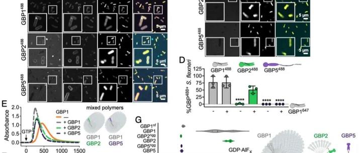 PNAS丨LPS 聚集蛋白 GBP1 和 GBP2 都足以增强体内和离体的 caspase-4 活化 - 知乎