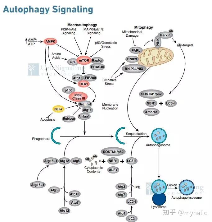 盘下这 7 点，自噬研究中检测 LC3 岂会那么难？！ - 知乎