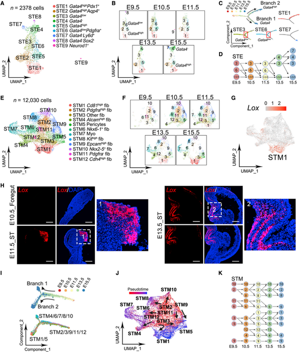 Cell Reports | 间充质-上皮相互作用调控小鼠胚胎的胃肠道发育 - 知乎