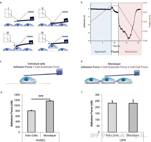 专注单细胞力学！中空原子力探针设计，更高效的单细胞力谱解决方案 - 知乎