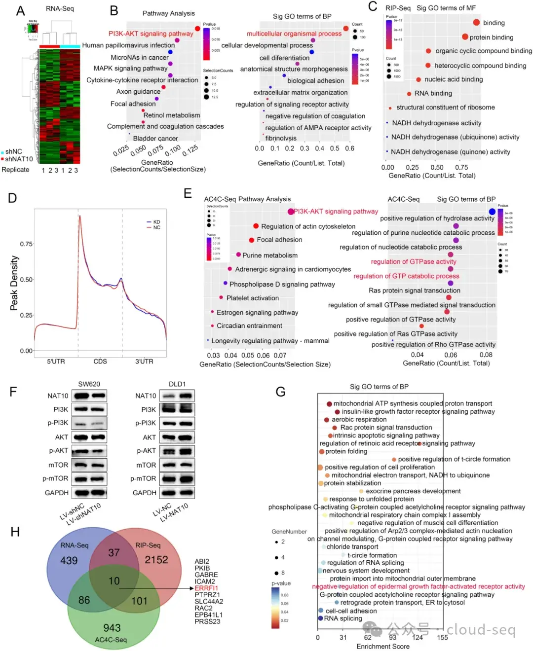 云序用户Nature子刊JECCR（IF 11.4）| ac4c修饰揭秘结直肠癌治疗的新靶点与新希望 - 知乎