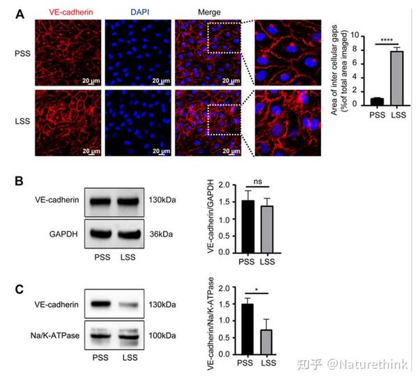 Rictor 在剪切应力下保持内皮完整性 - 知乎