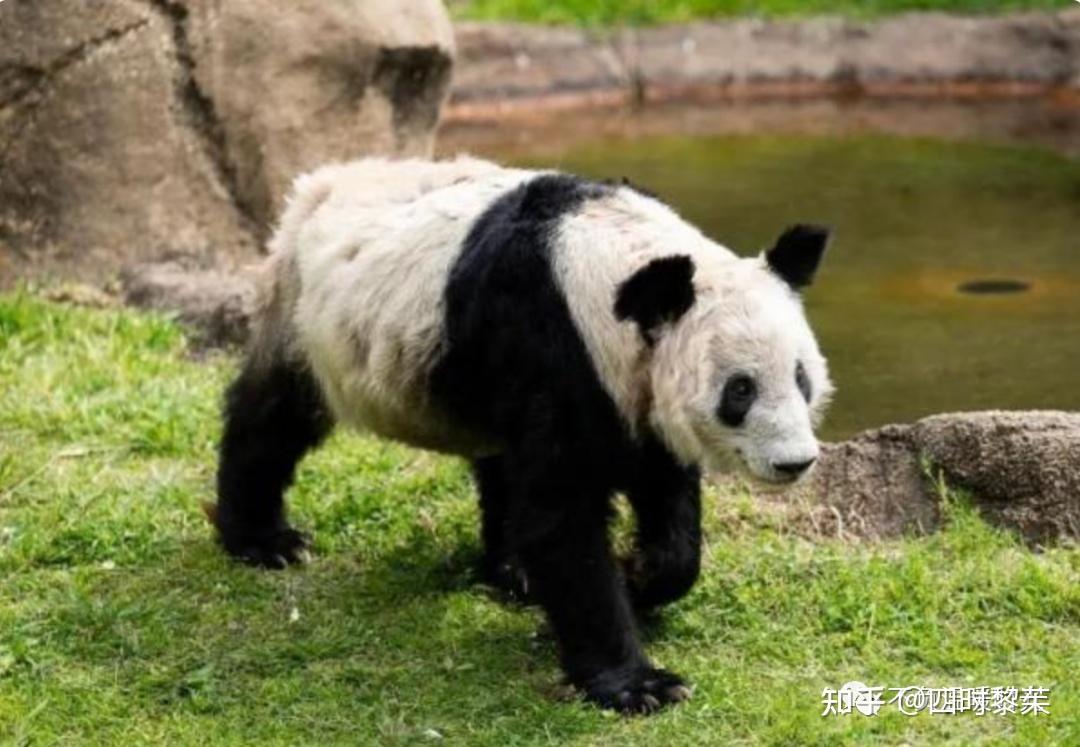 大熊猫丫丫,余生平安喜乐(含谱系溯源及乐乐死亡原因推测) 知乎