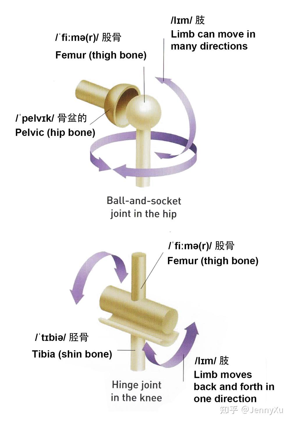 The body's joints 02 – balls, sockets and hinges - 知乎