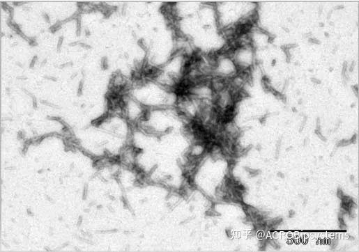 【Aneuro重磅新品】A-Syn PFFs，助力打造帕金森疾病模型 - 知乎