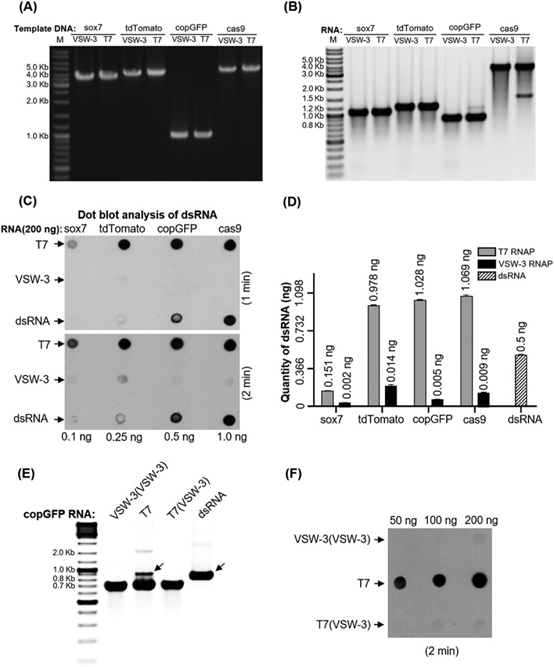 【耀文解读】mRNA IVT篇-VSW-3 RNA聚合酶在IVT中减少dsRNA副产物 - 知乎