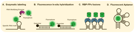 Pepper荧光RNA技术：活细胞RNA实时成像的理想工具 - 知乎
