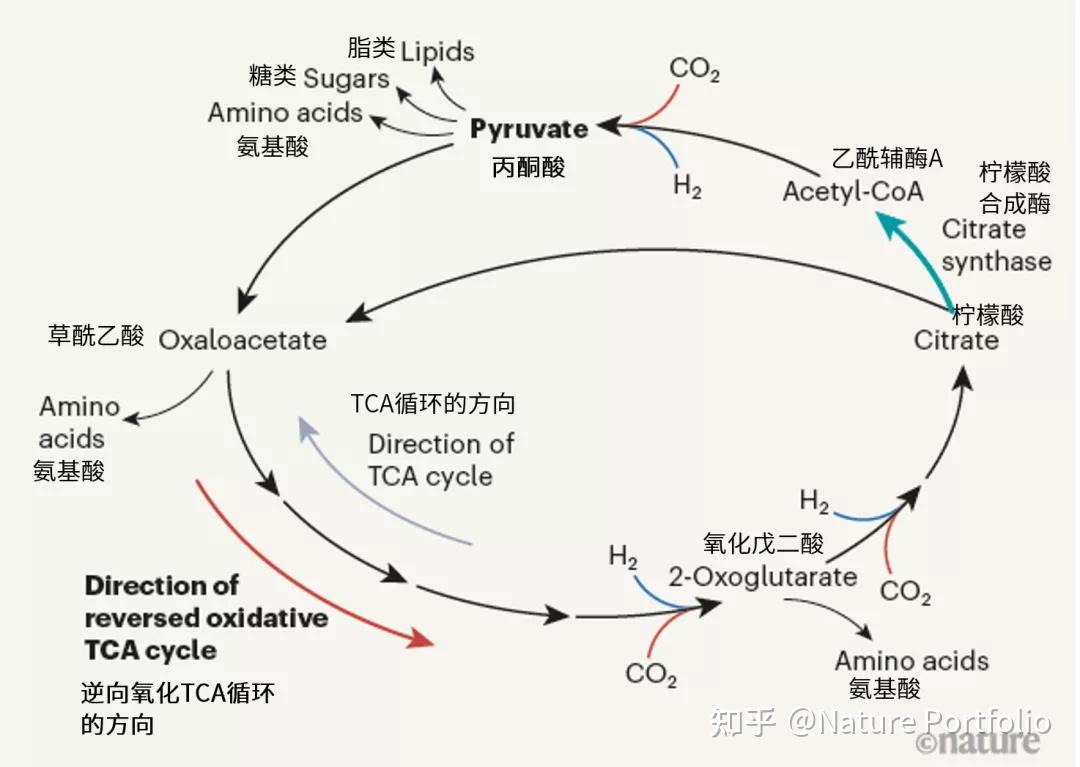 神奇的逆向TCA循环：我倒着跑，大家活得好 - 知乎