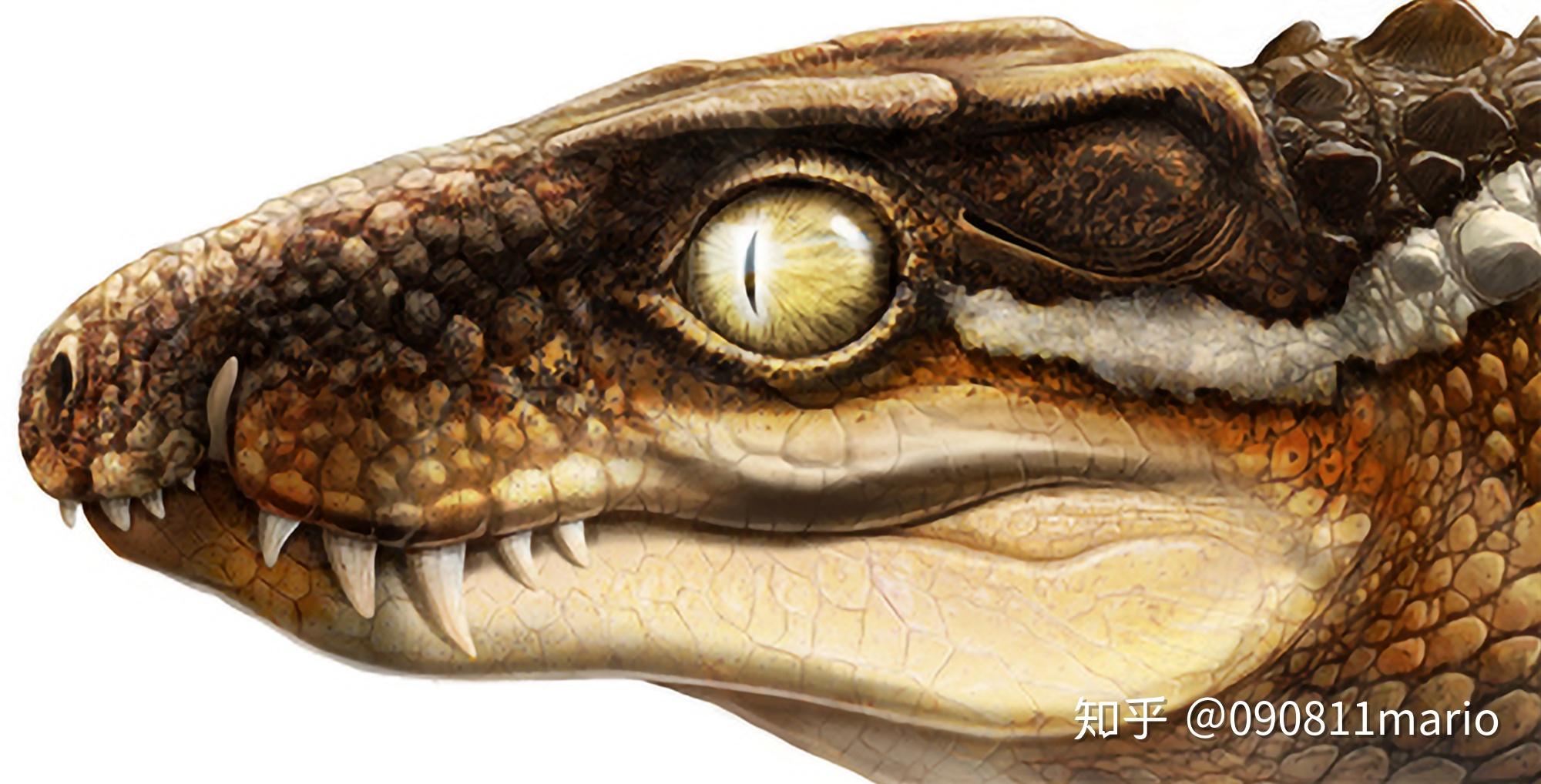 除了恐龙，谁还吃恐龙？去恐龙巢穴看看呗。 - 知乎