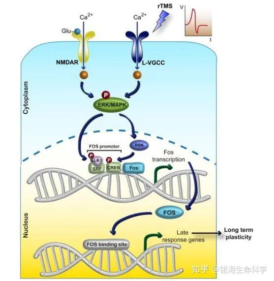 锘海提供小鼠全脑c-Fos检测全流程CRO服务 - 知乎