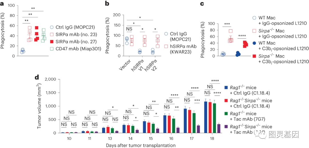 Nat Immu ｜ 肿瘤欺骗巨噬细胞避免被吞噬机理 - 知乎