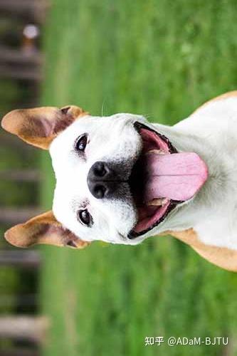 Albumentation文档 - 知乎