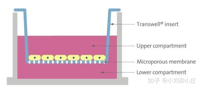 零基础SCI绘图（13）如何分析Transwell穿过小室的细胞数量 - 知乎